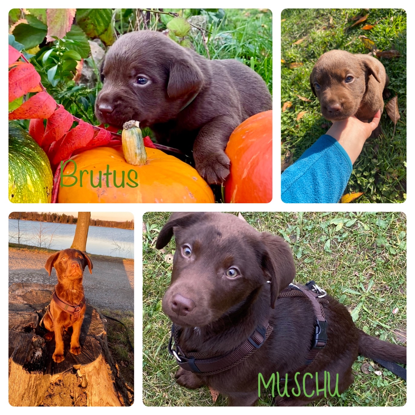 Labradore vom Grünen Herz - Unsere Welpen